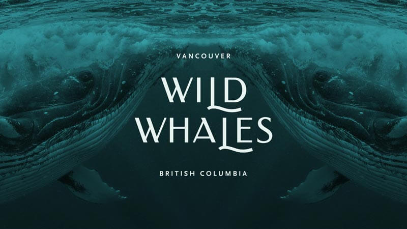 Trips & Rates - Wild Whales Vancouver