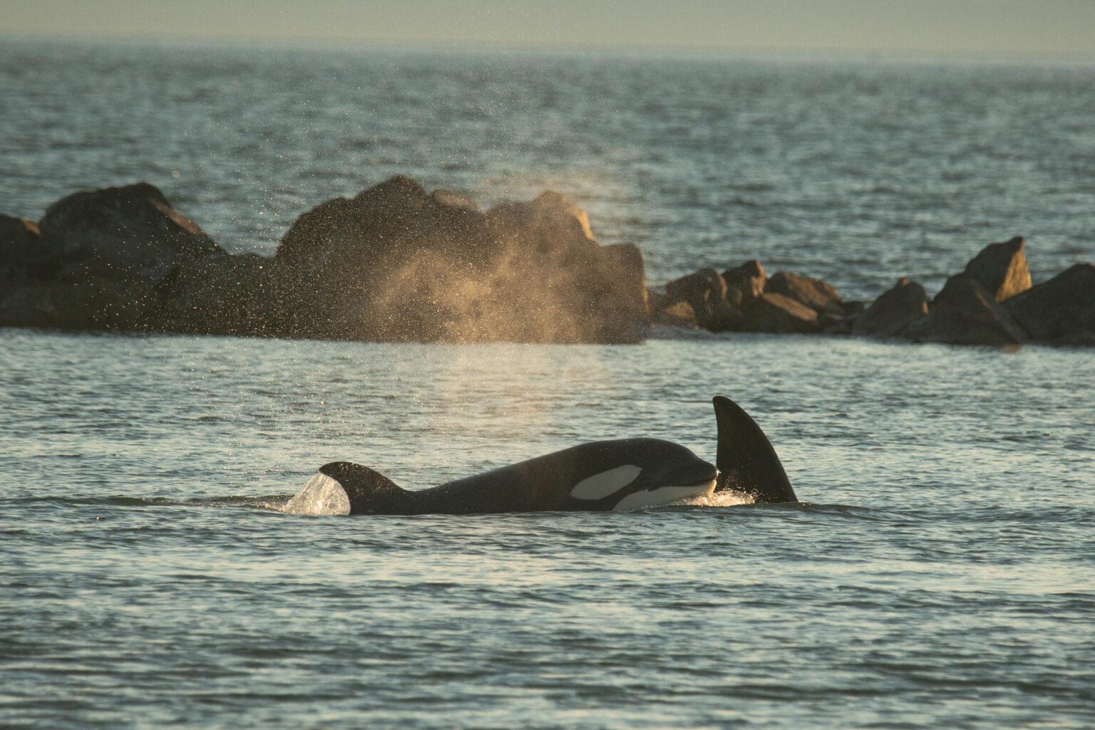 What Whales Are in BC Waters? - Wild Whales Vancouver