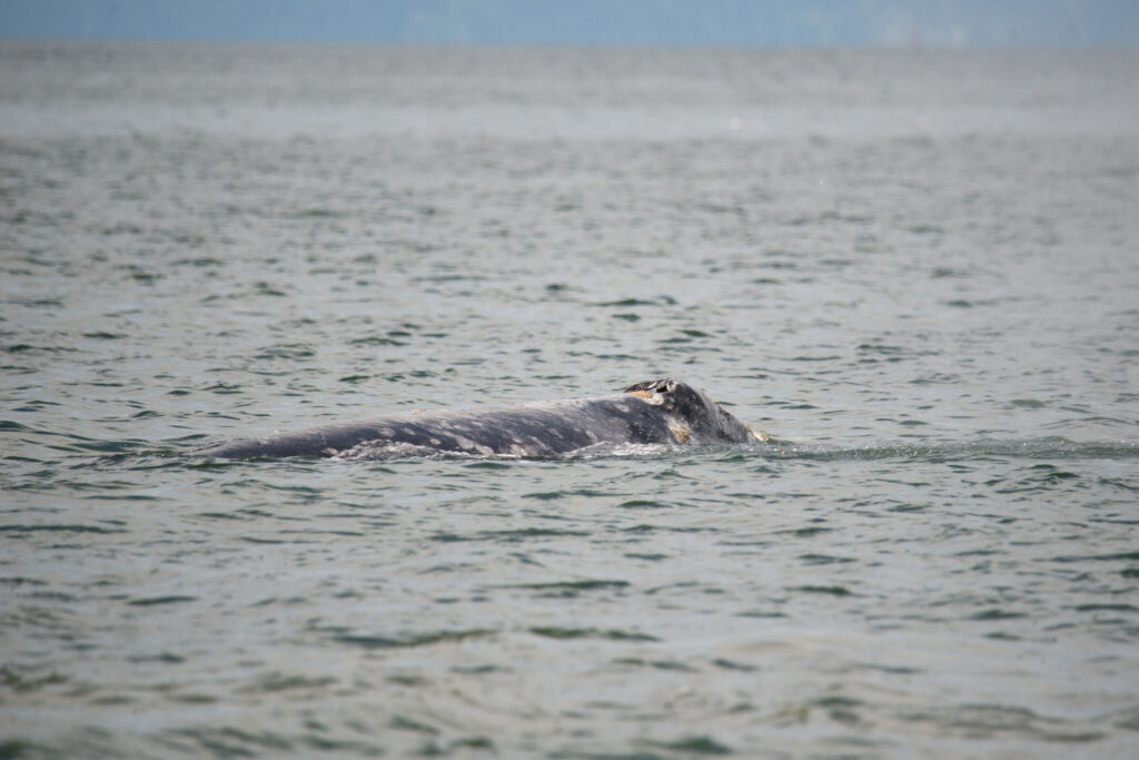 Grey Whales - Wild Whales Vancouver